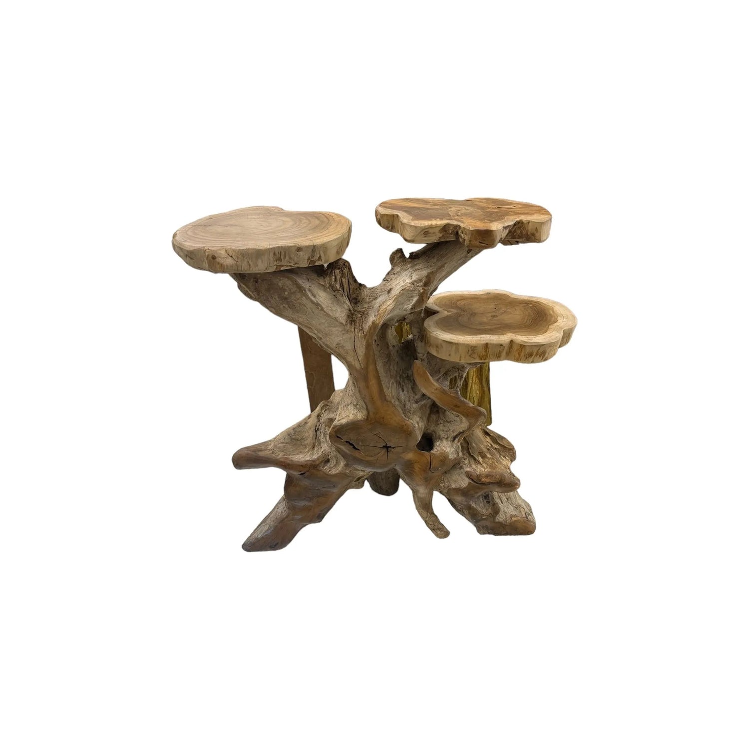 Teak Root Display (small) (A) - Broward Design Center